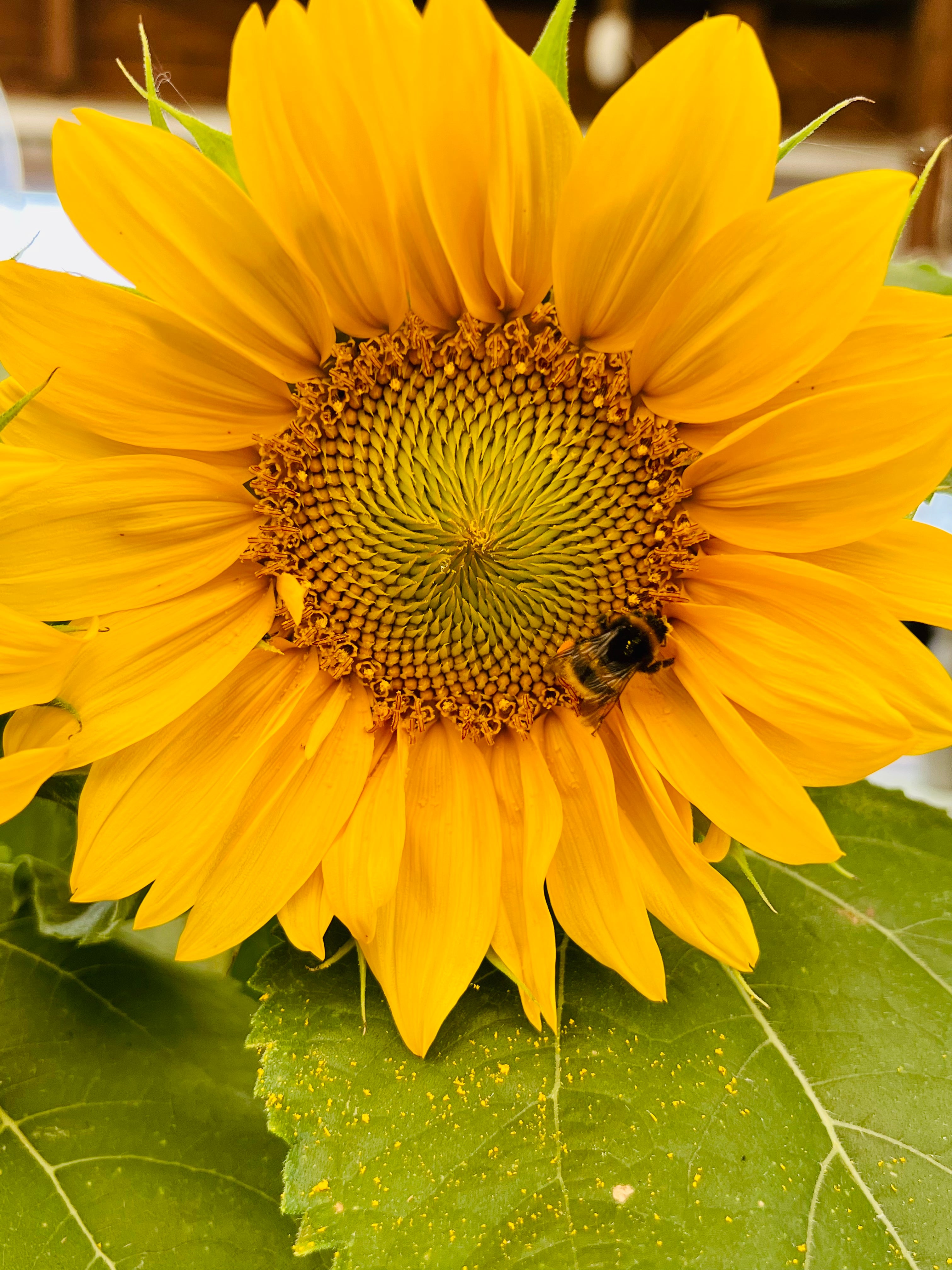 Products – Middle Lane Garden Centre